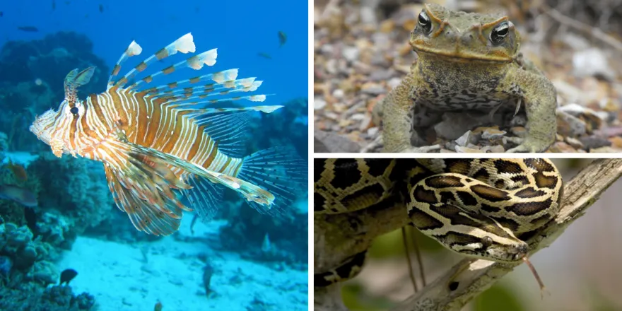 IPBES Announces Co-Chairs to Lead Key Assessment of Invasive Alien ...